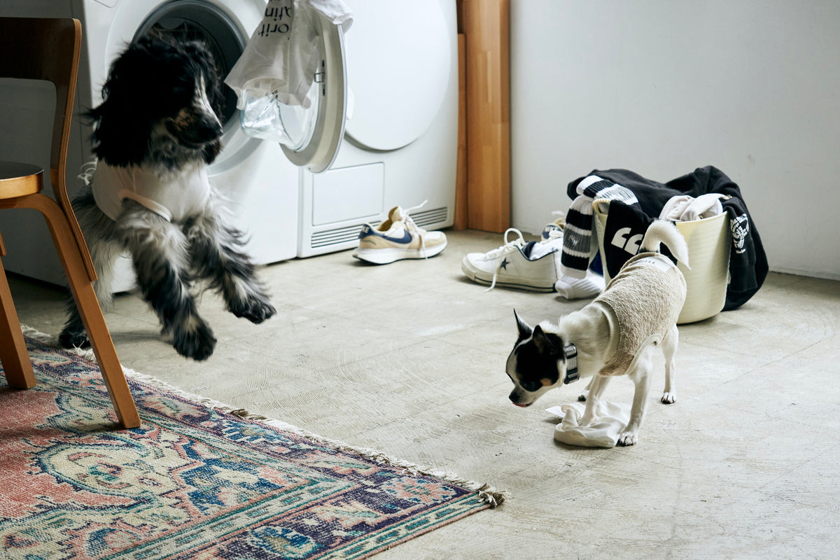 ポイントについて